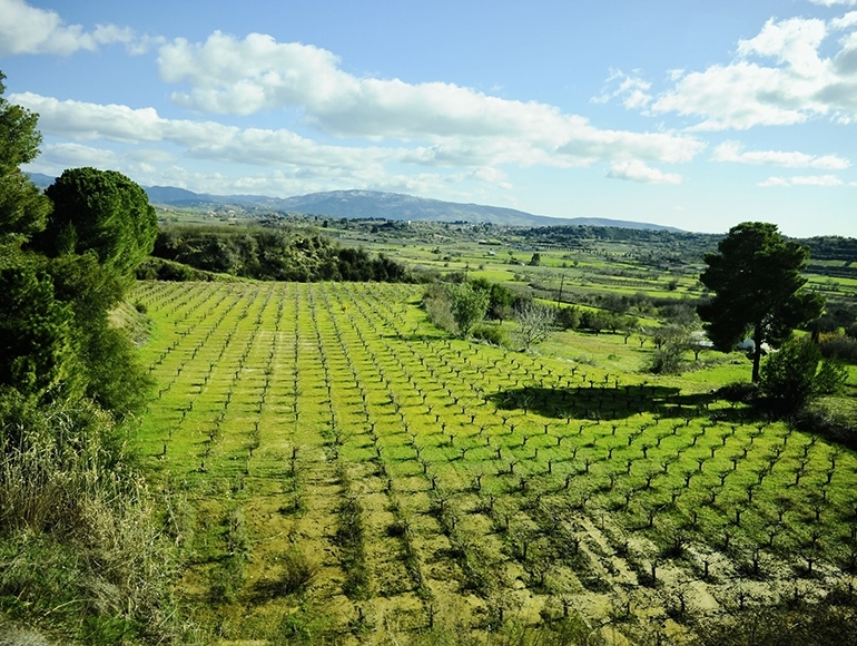 Secret forest By Yonik